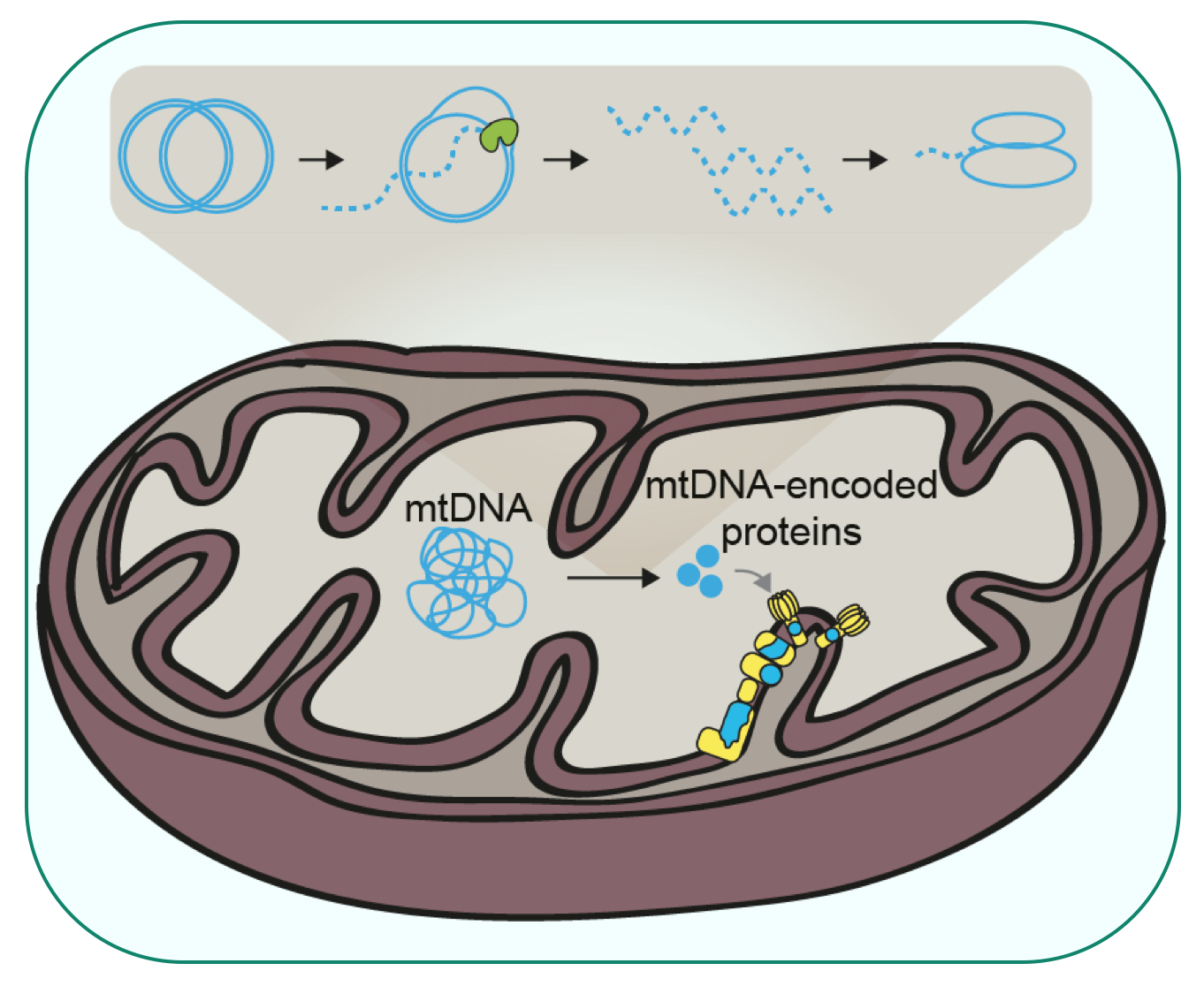 Topic BIOMIT Bonnefoy – Institute for Integrative Biology of the Cell