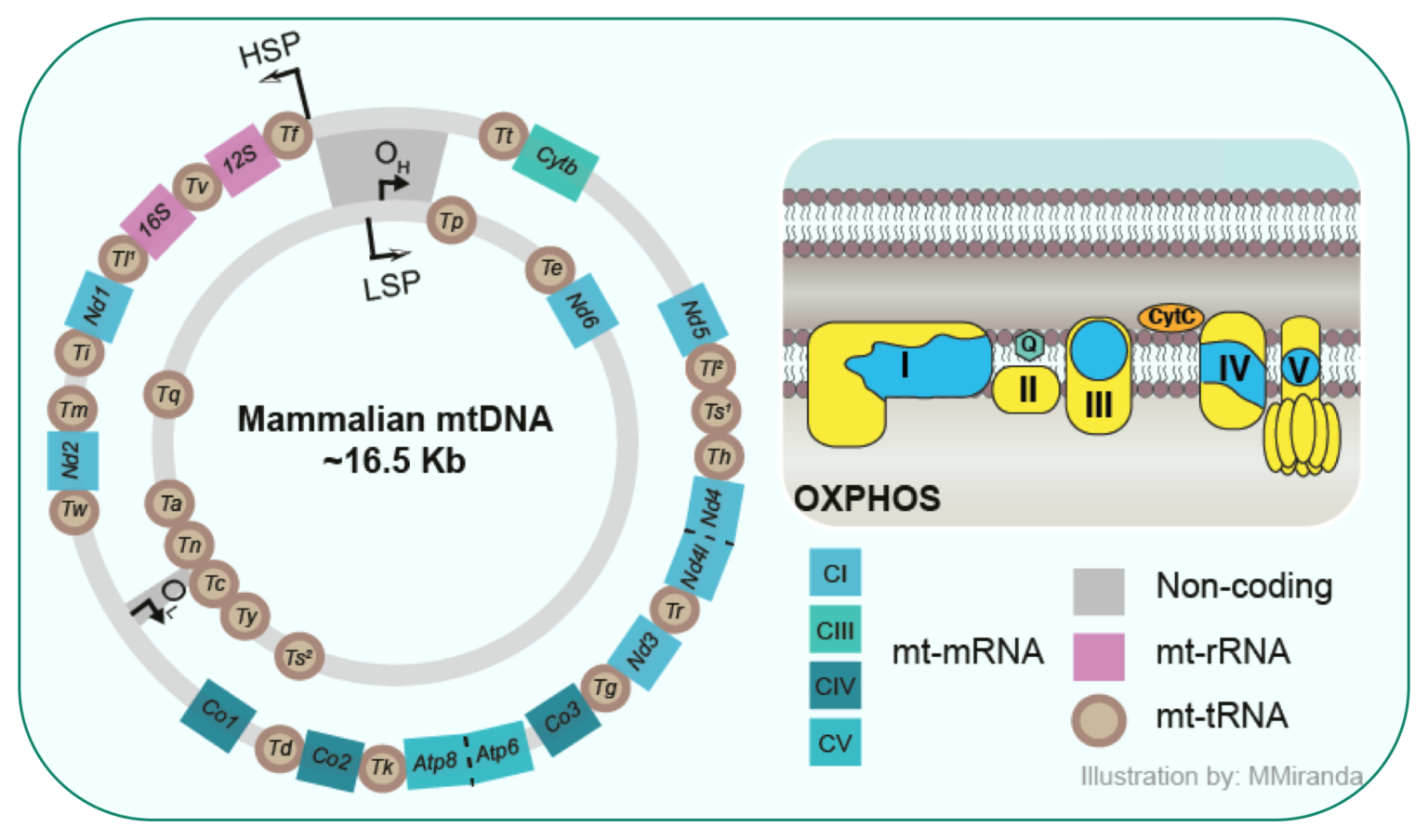 Page equipe kuhl – Institute for Integrative Biology of the Cell