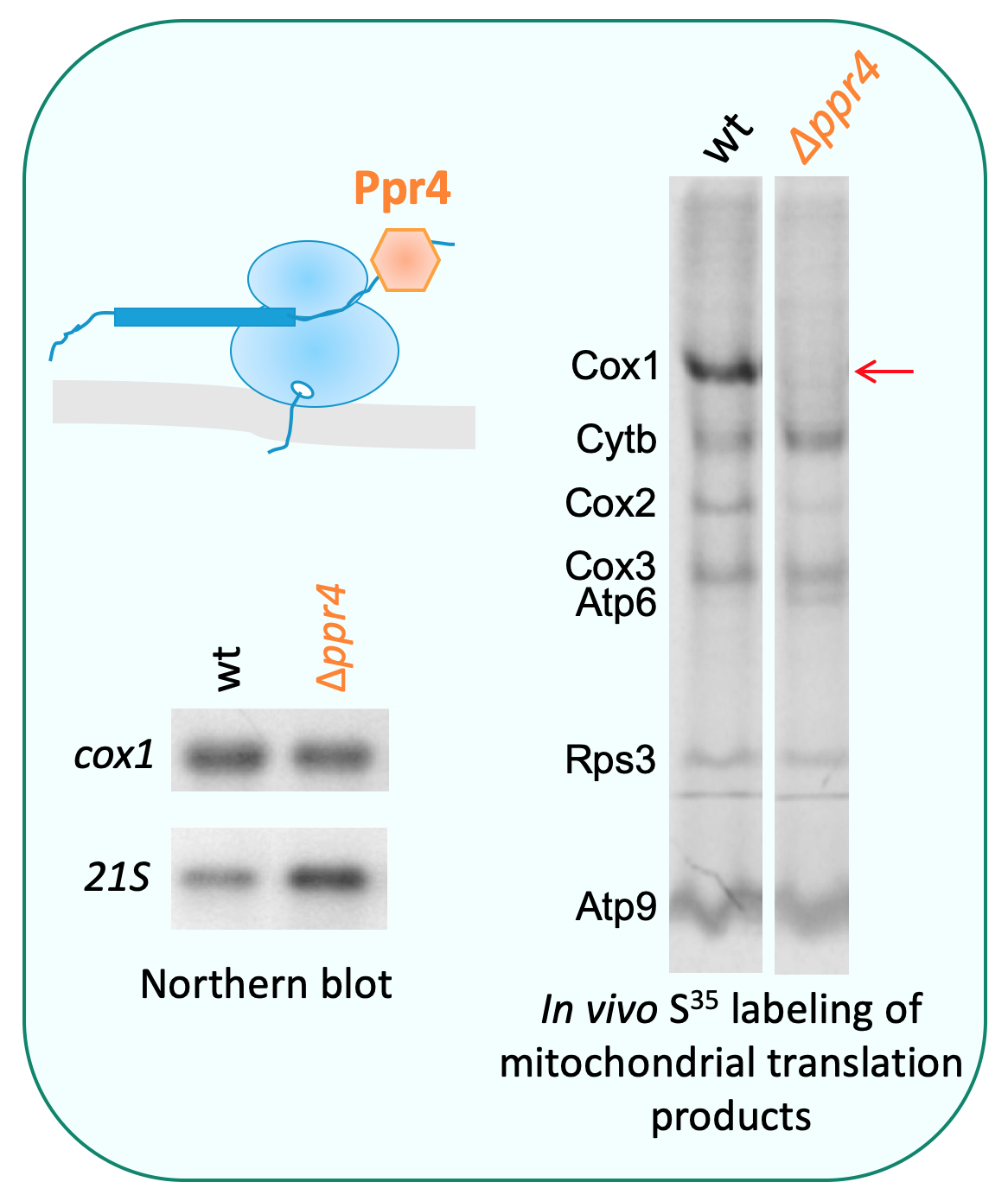 Topic BIOMIT Bonnefoy – Institute for Integrative Biology of the Cell
