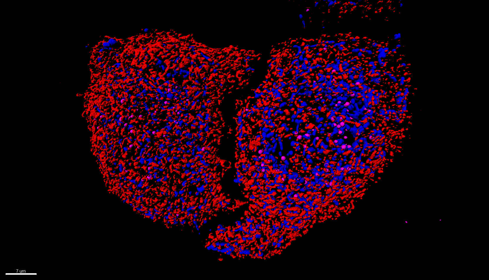 Page equipe Giordano – Institute for Integrative Biology of the Cell