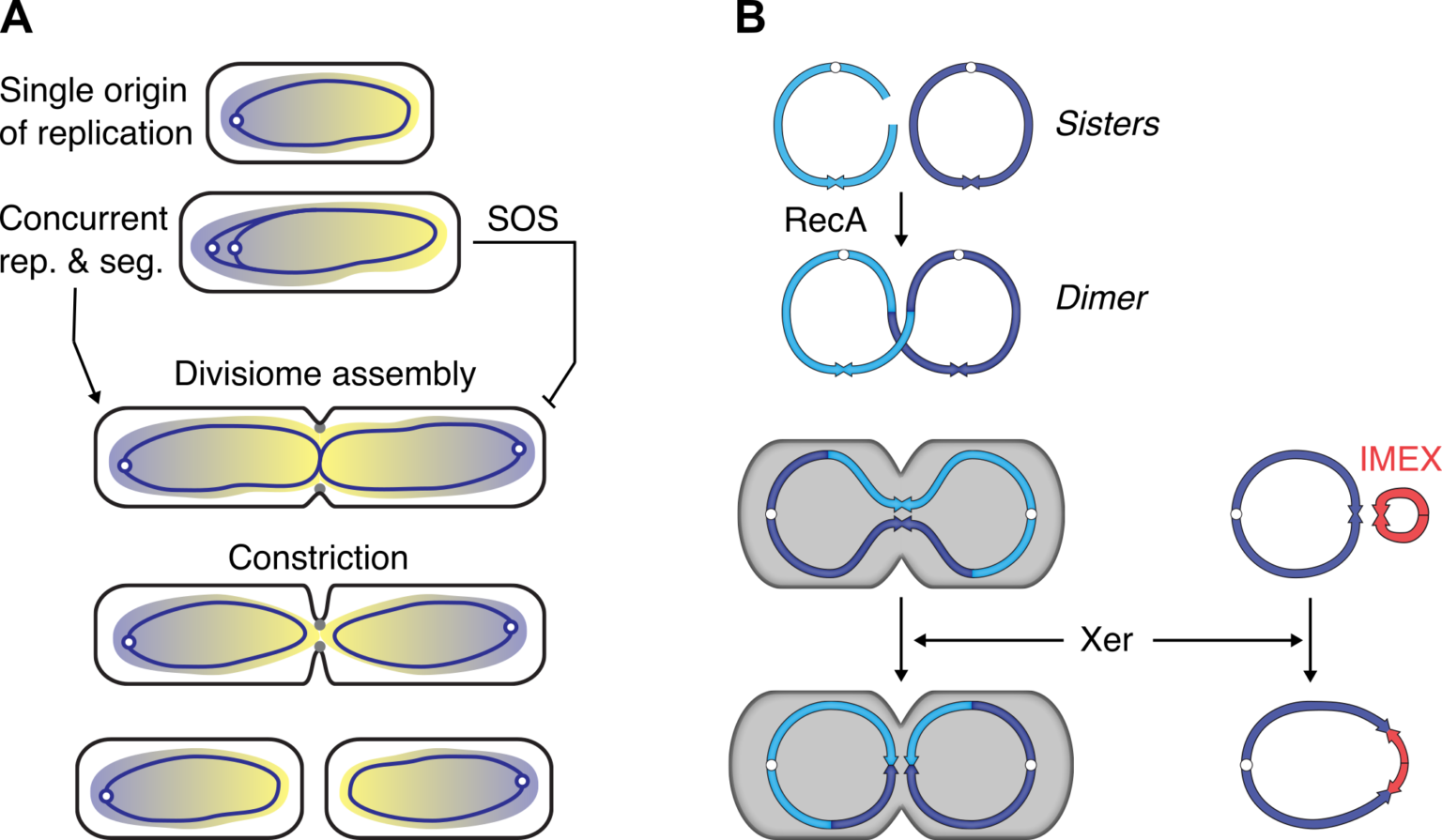 page equipe Barre – Institute for Integrative Biology of the Cell