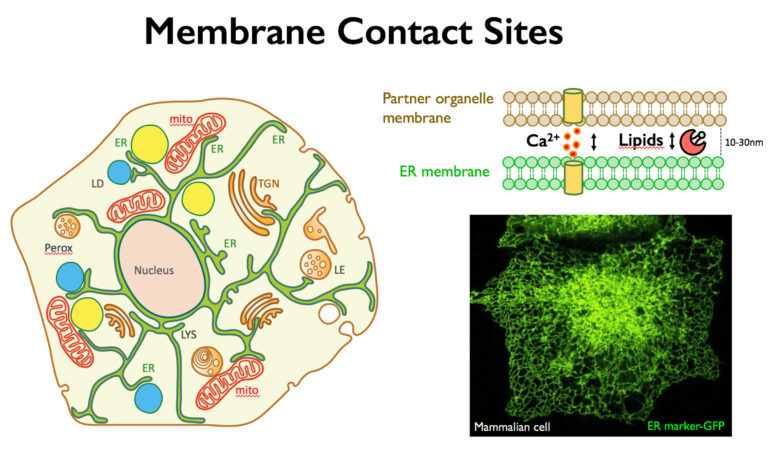 Page equipe Giordano – Institute for Integrative Biology of the Cell