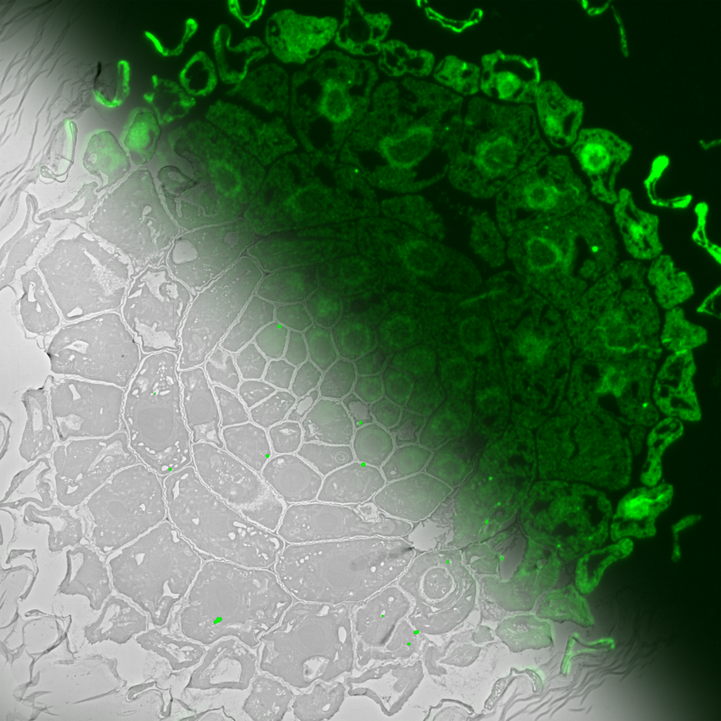 Electron Microscopy – Institute for Integrative Biology of the Cell