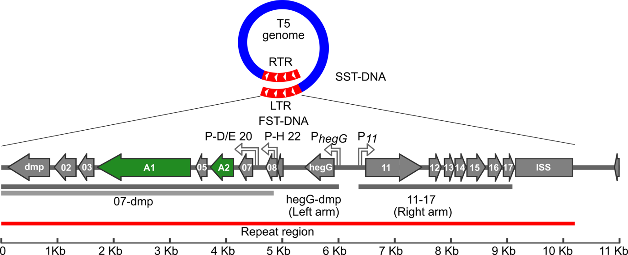 topics boulanger – Institute for Integrative Biology of the Cell