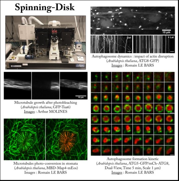 addon light microscopy – Institute for Integrative Biology of the Cell