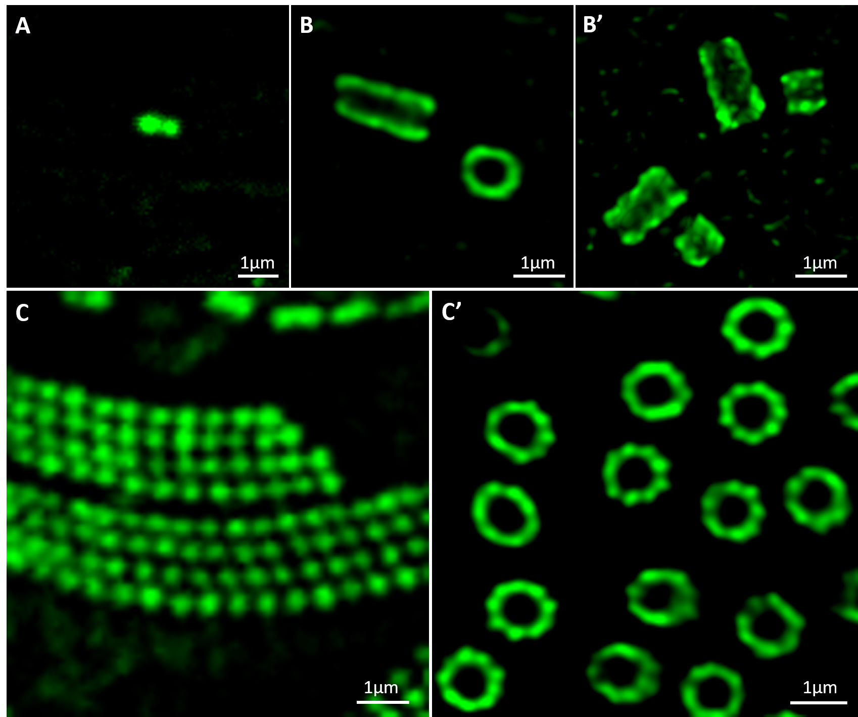 Page equipe Tassin – Institute for Integrative Biology of the Cell
