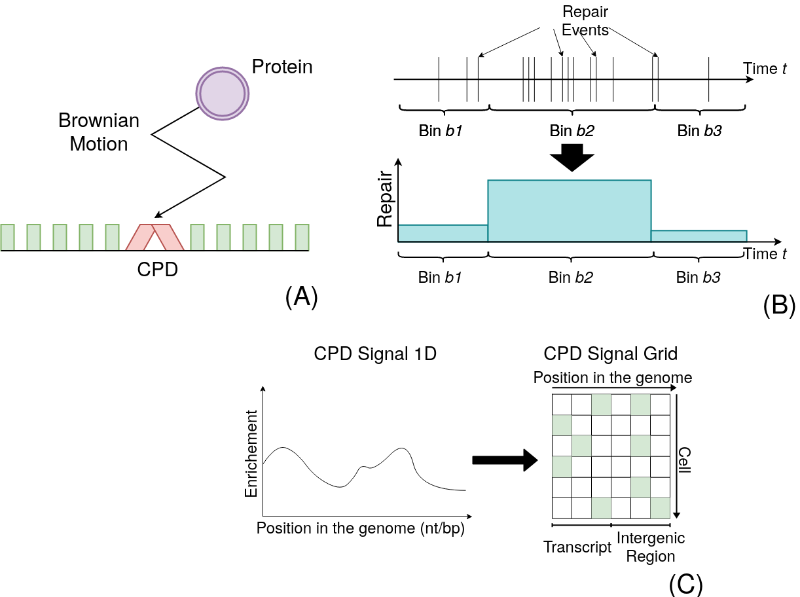 Institute for Integrative Biology of the Cell – I2BC, Institute of ...